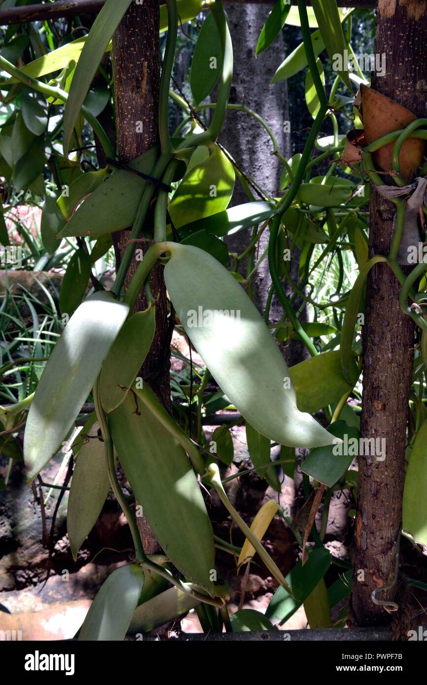 Sri Lanka. Garden of Spices: Vanilla Plan Stock Photo - Alamy