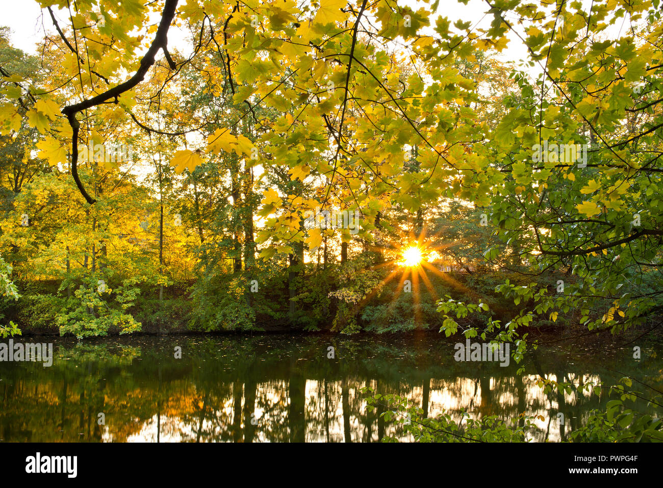 The autumn leaves of the maple glow in the sun hi-res stock photography ...