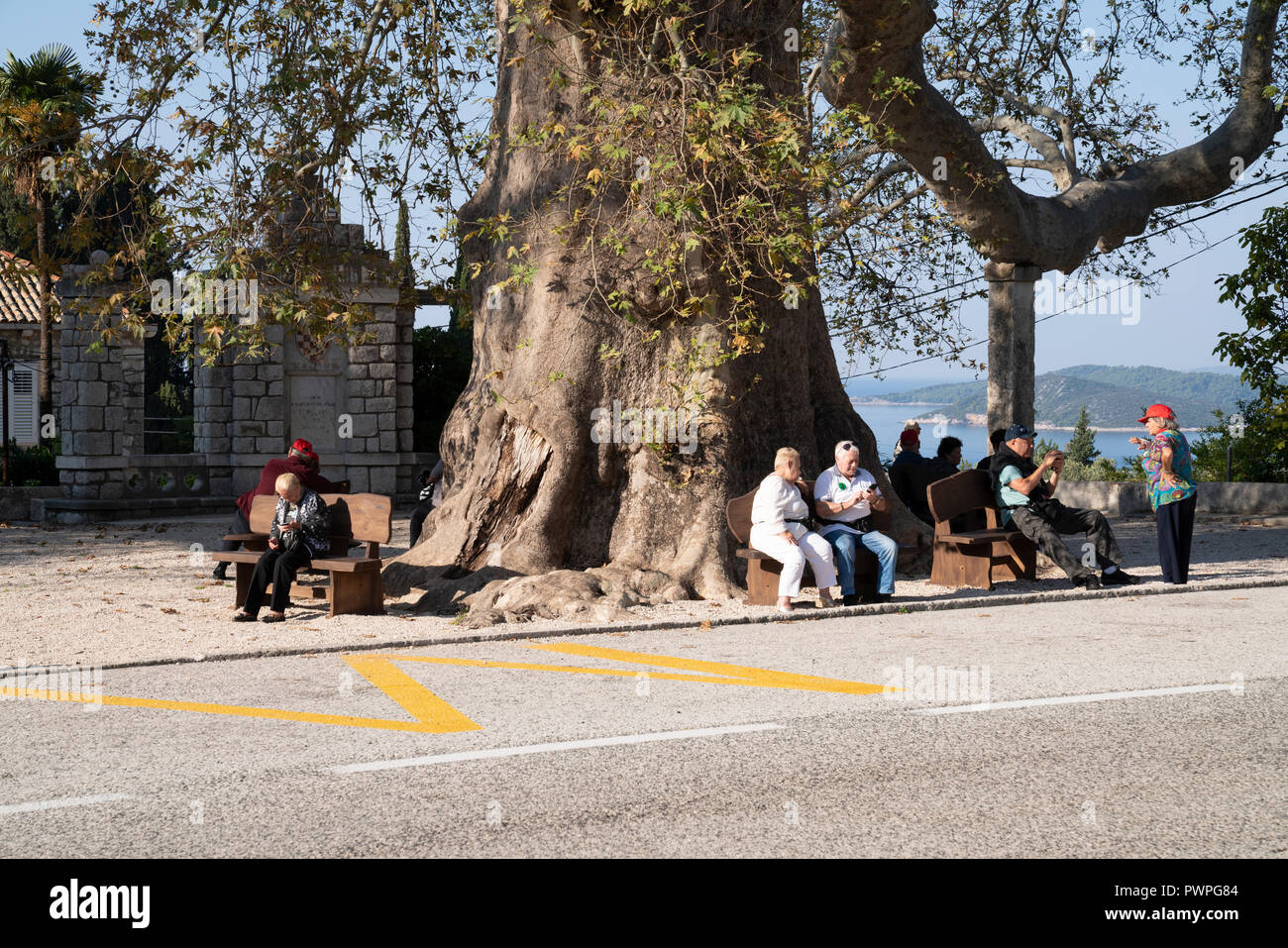 i am fascinated by old trees Stock Photo - Alamy