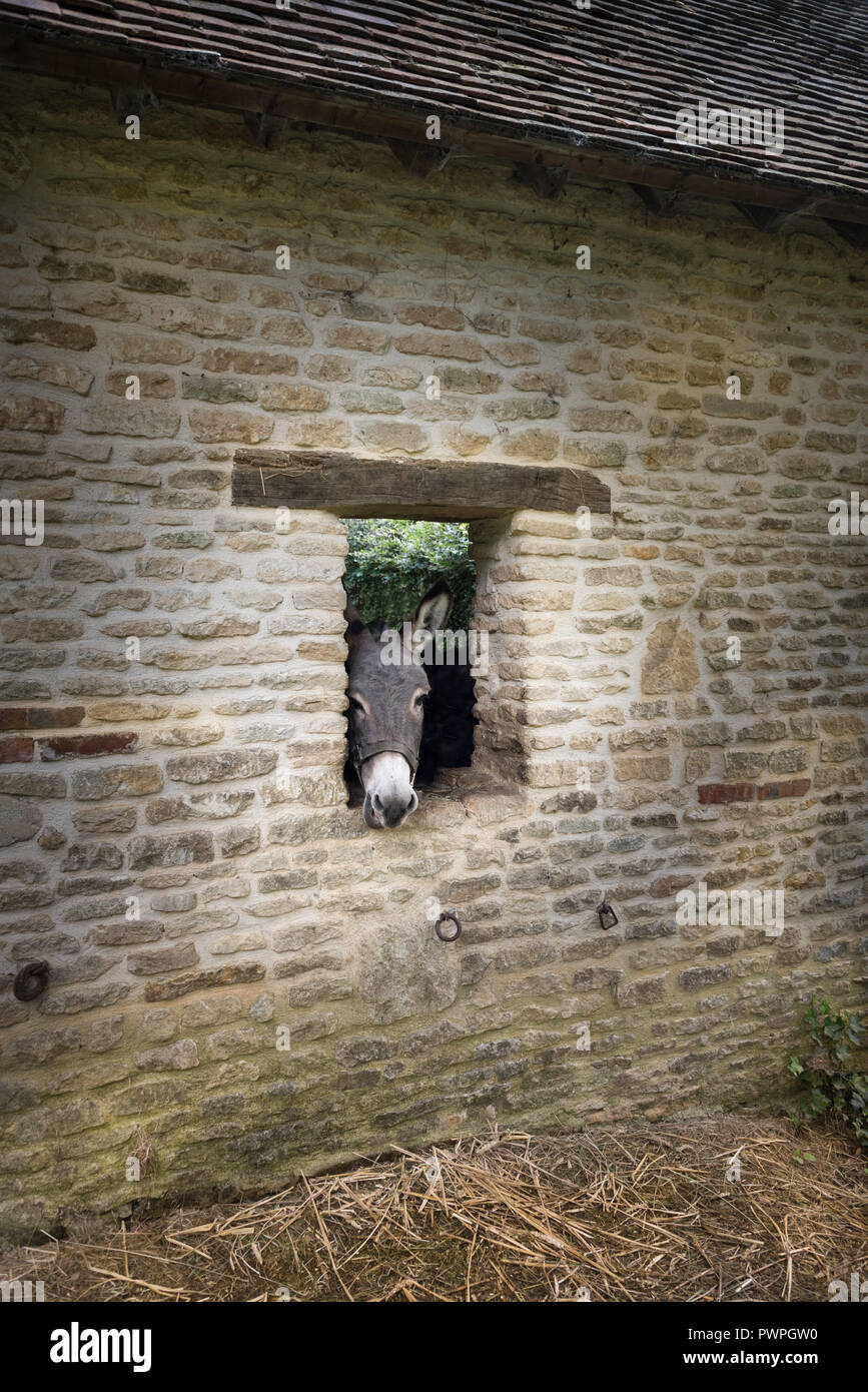 Donkey showing his head through a window in a stone stable Stock Photo ...