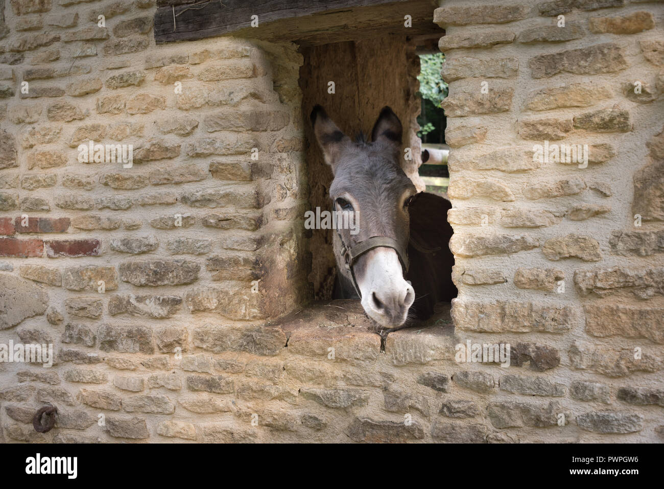 Donkey showing his head through a window in a stone stable Stock Photo ...