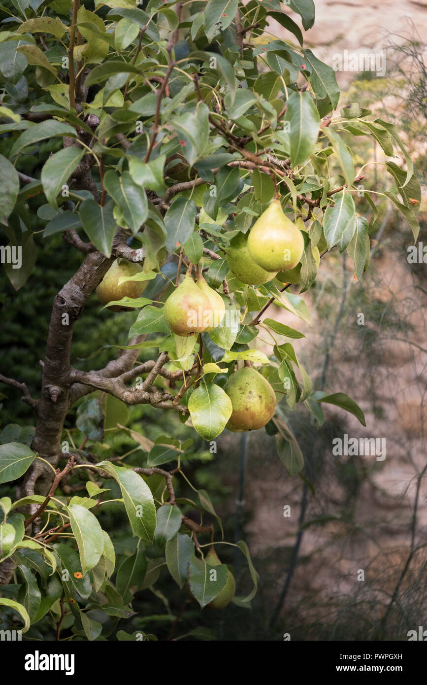France Orchard Pear High Resolution Stock Photography and Images - Alamy