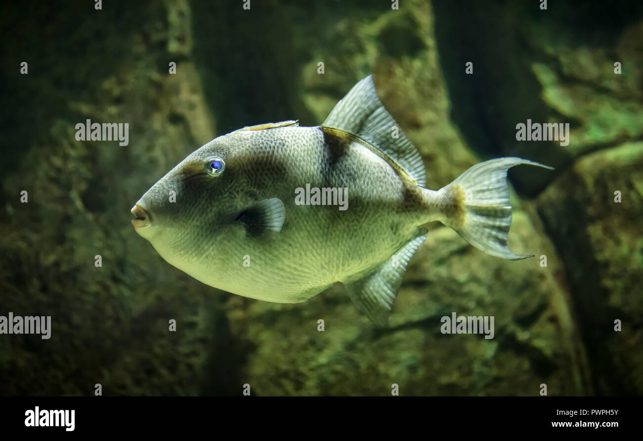 Bermuda Fish Coral High Resolution Stock Photography and Images - Alamy