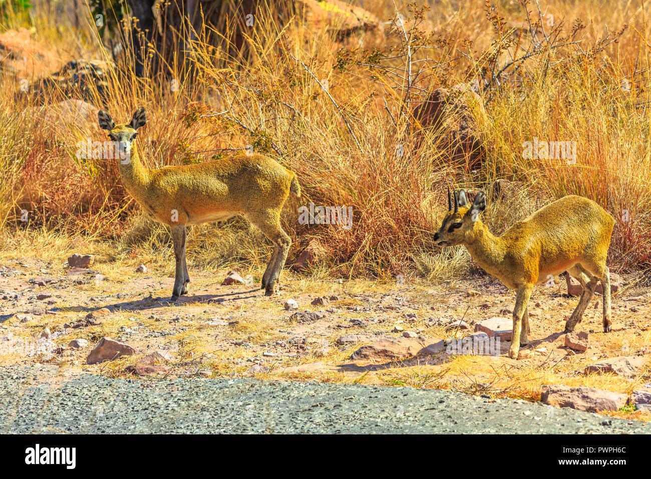 female and male of Dik Dik standing in grassland nature, dry season ...