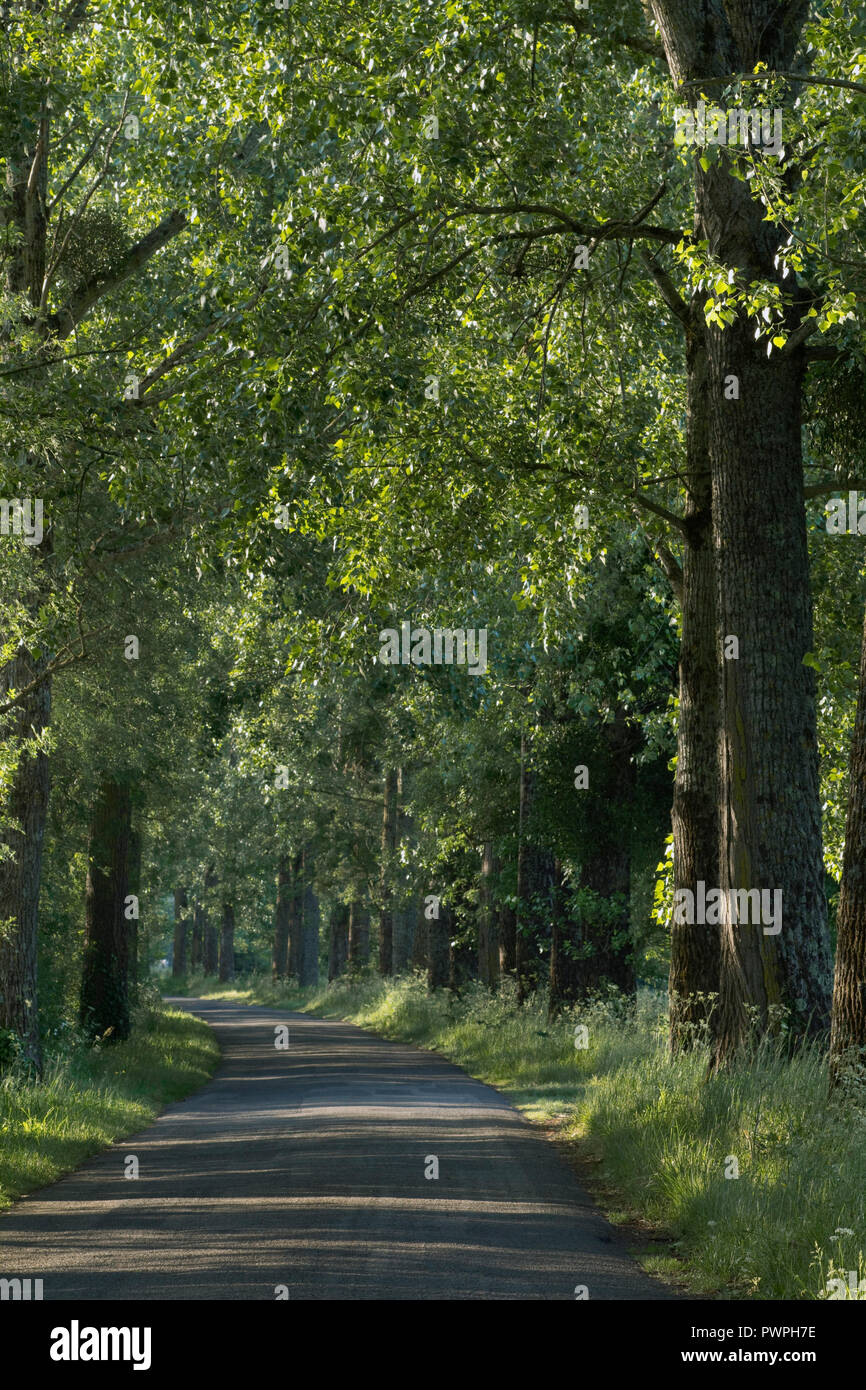 France, department 44, road following the Canal de La Martiniere ...