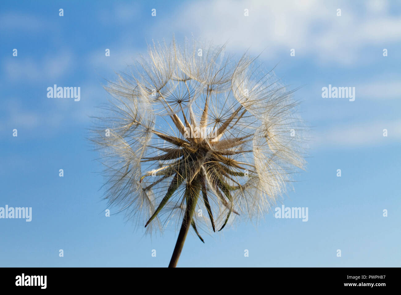 Dandelion evolution hi-res stock photography and images - Alamy