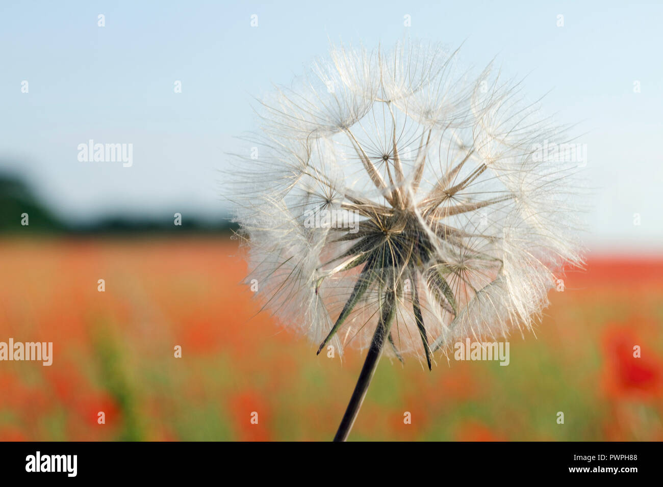 Dandelion evolution hi-res stock photography and images - Alamy