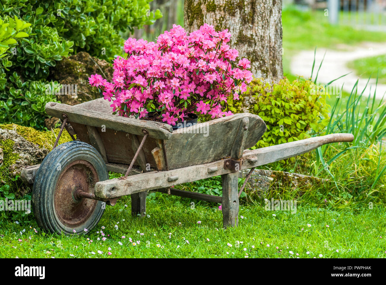 France, Gironde, Graves region, wooden wheelbarrow and Rhododendrons in ...