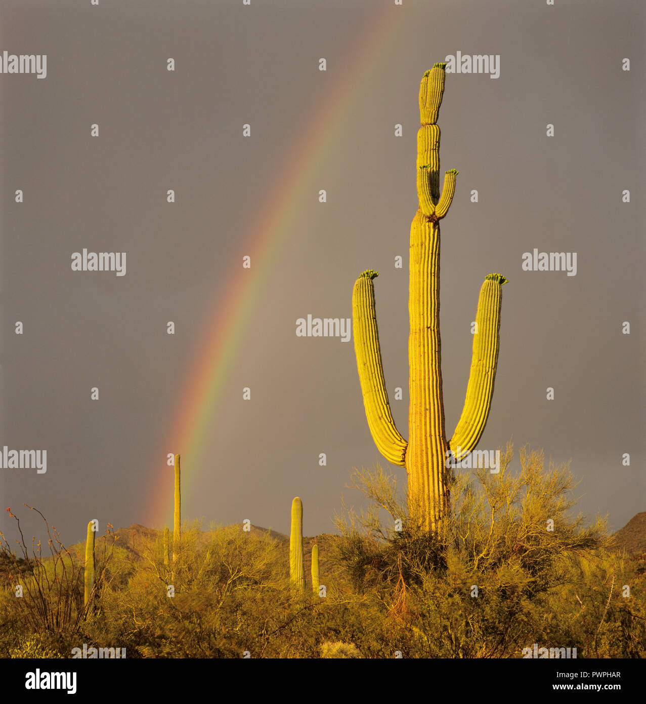 Saguaro cactus with rainbow behind, Sonoran Desert, Arizona, USA Stock ...