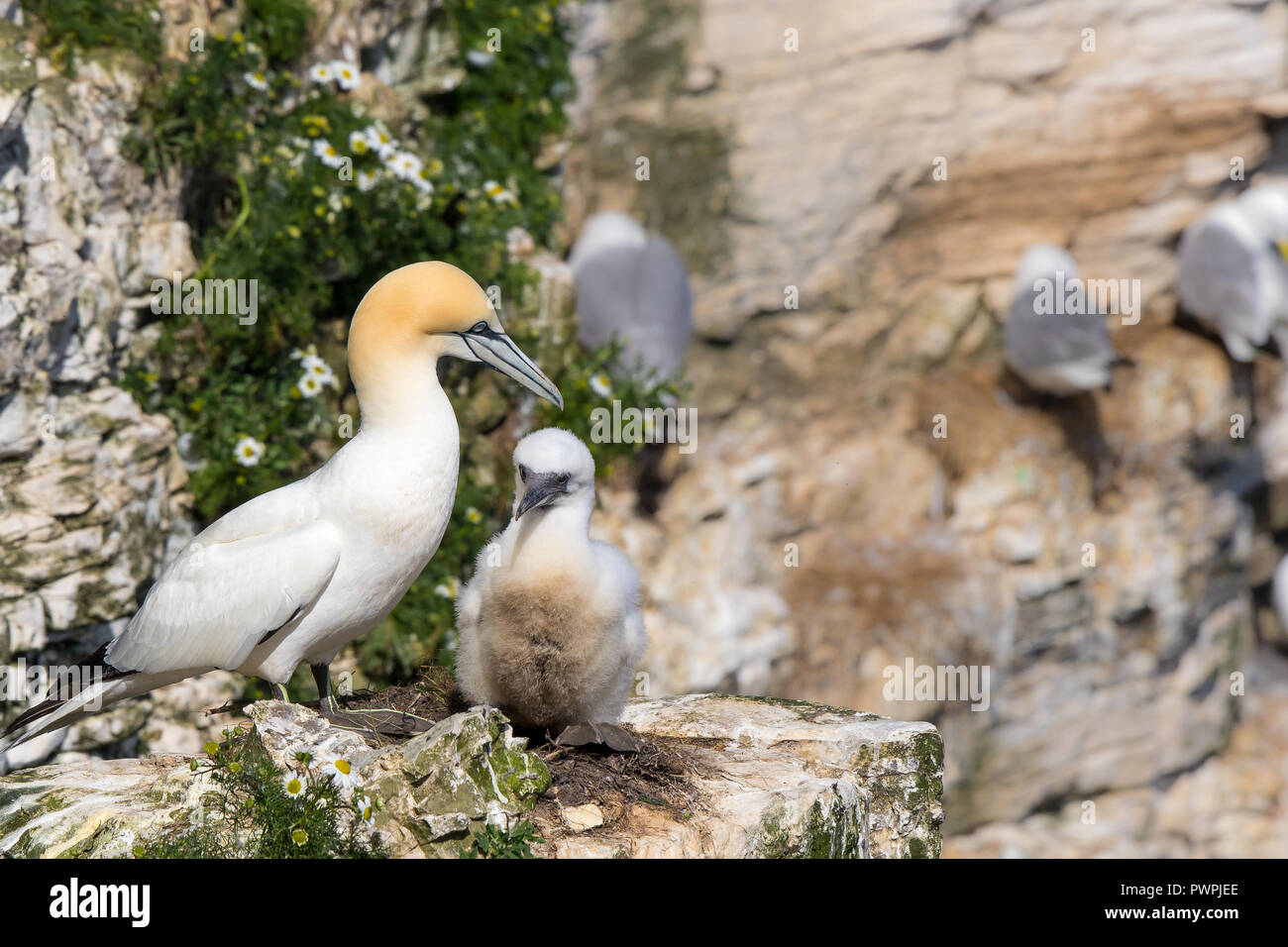 Uk seabirds hi-res stock photography and images - Alamy