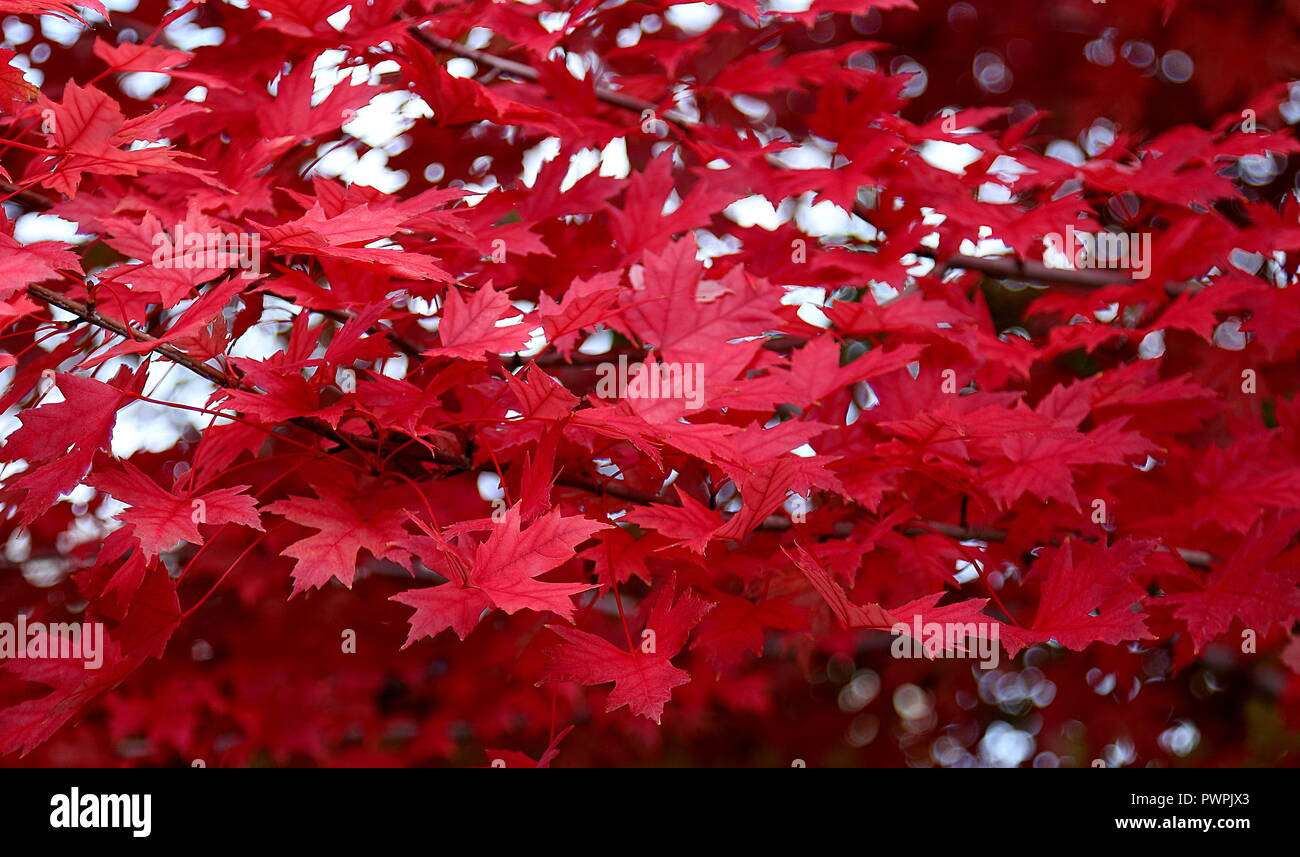 Top view red maple tree hi-res stock photography and images - Alamy