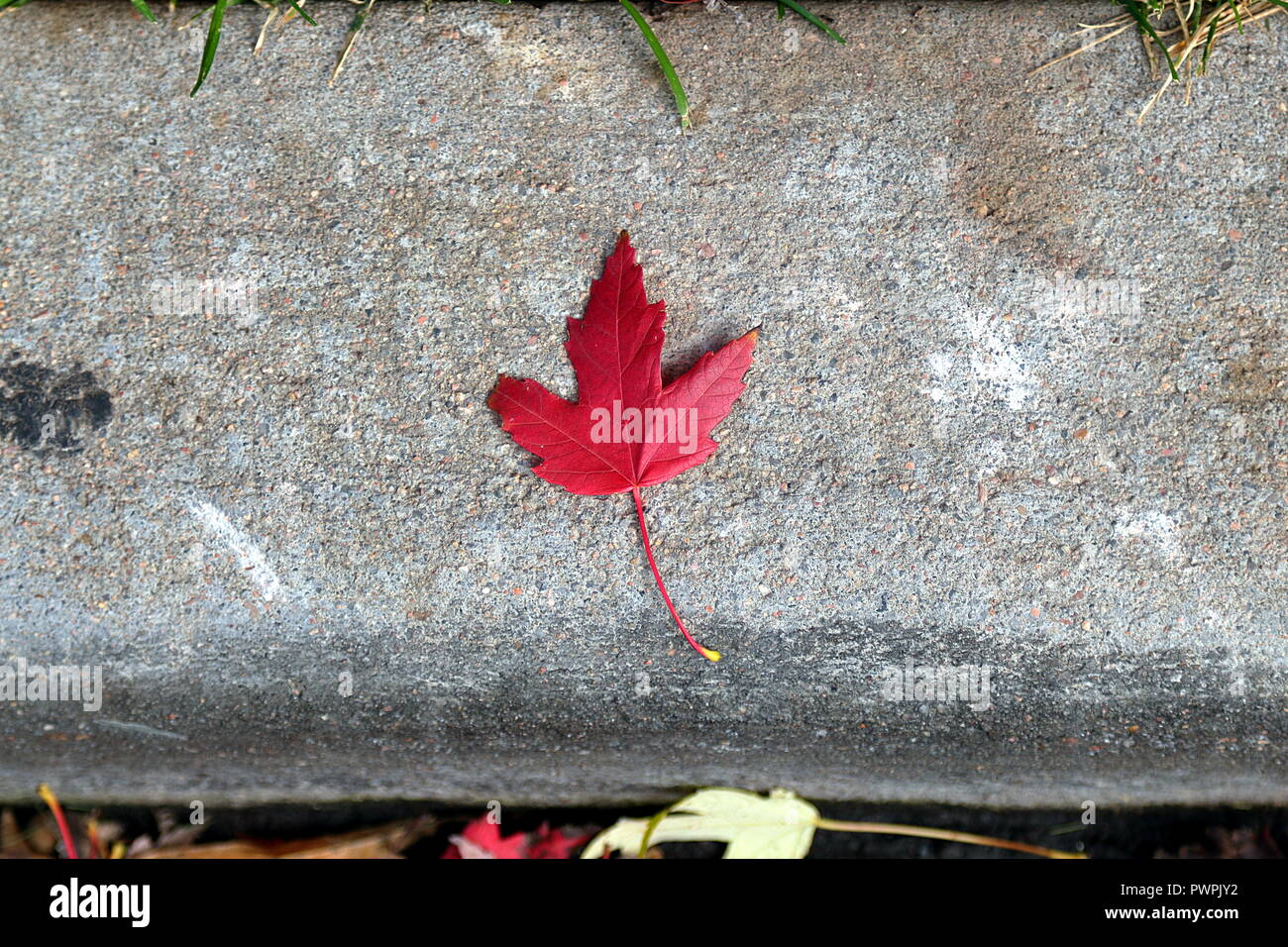 Red maple leaf on a concrete background on the road Stock Photo - Alamy