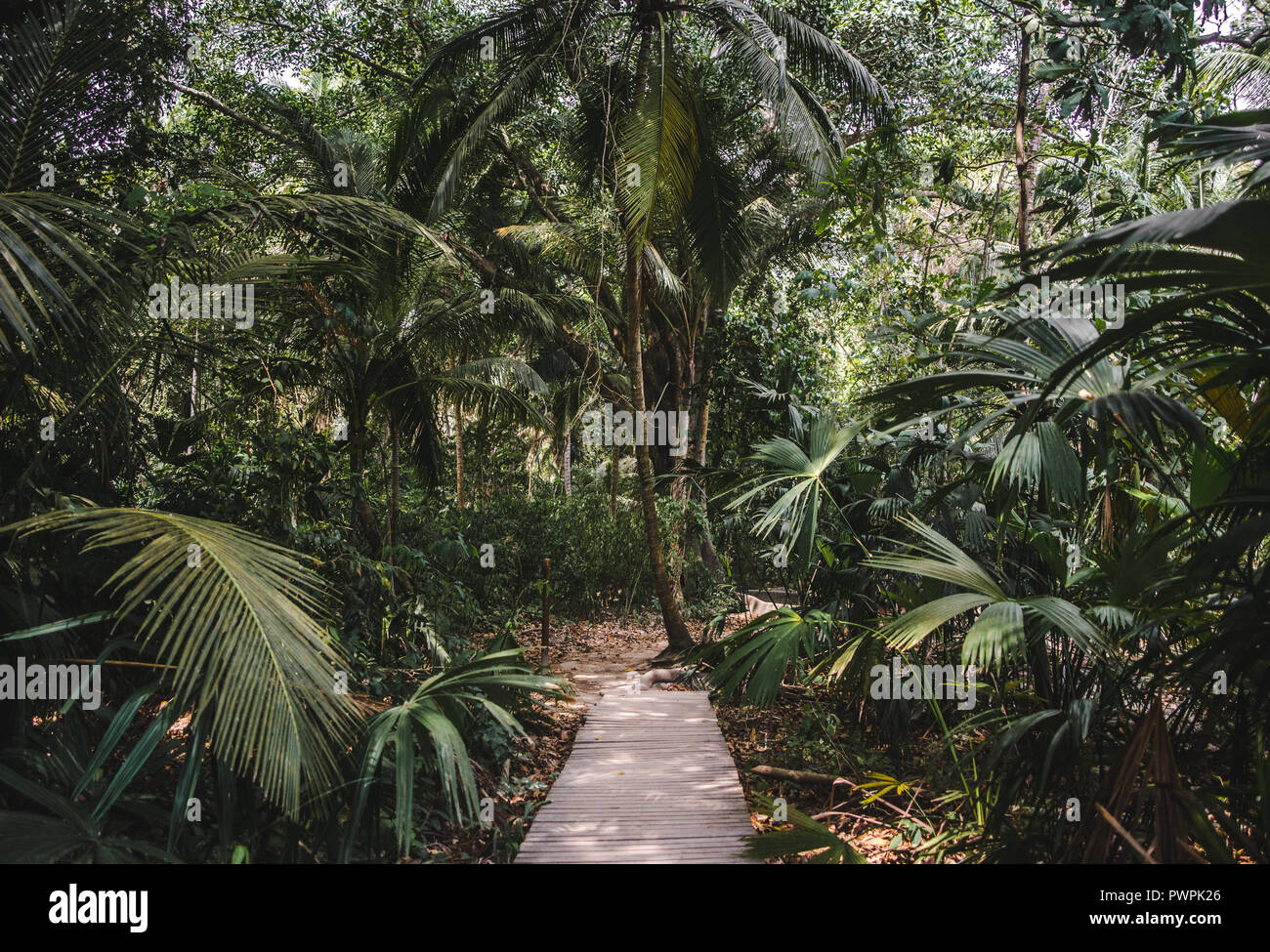 Jungle path hi-res stock photography and images - Alamy