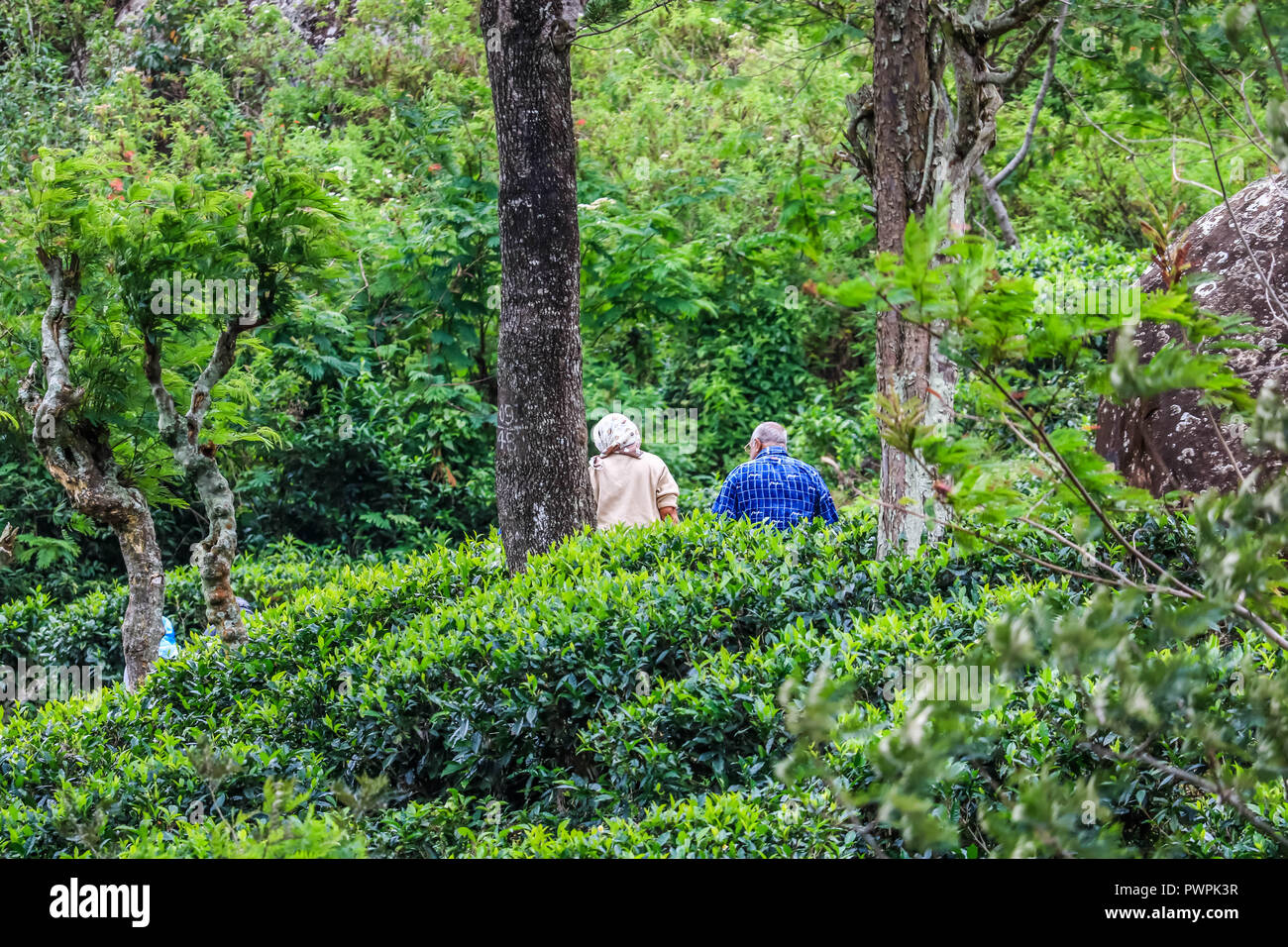 Matured Couple Walking in a Tea Estate Stock Photo - Alamy