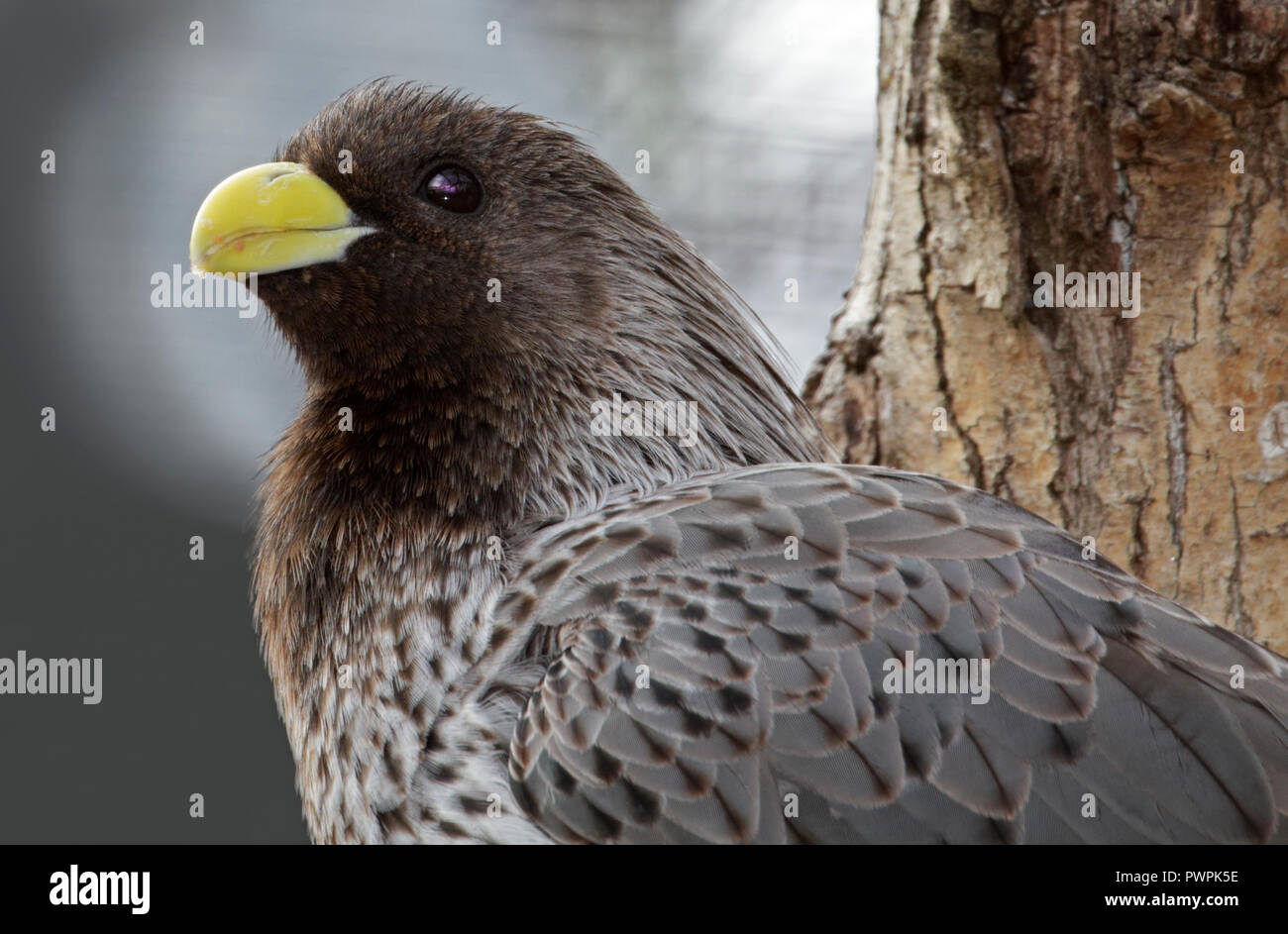 Western Grey Plantain Eater (crinifer piscator Stock Photo - Alamy