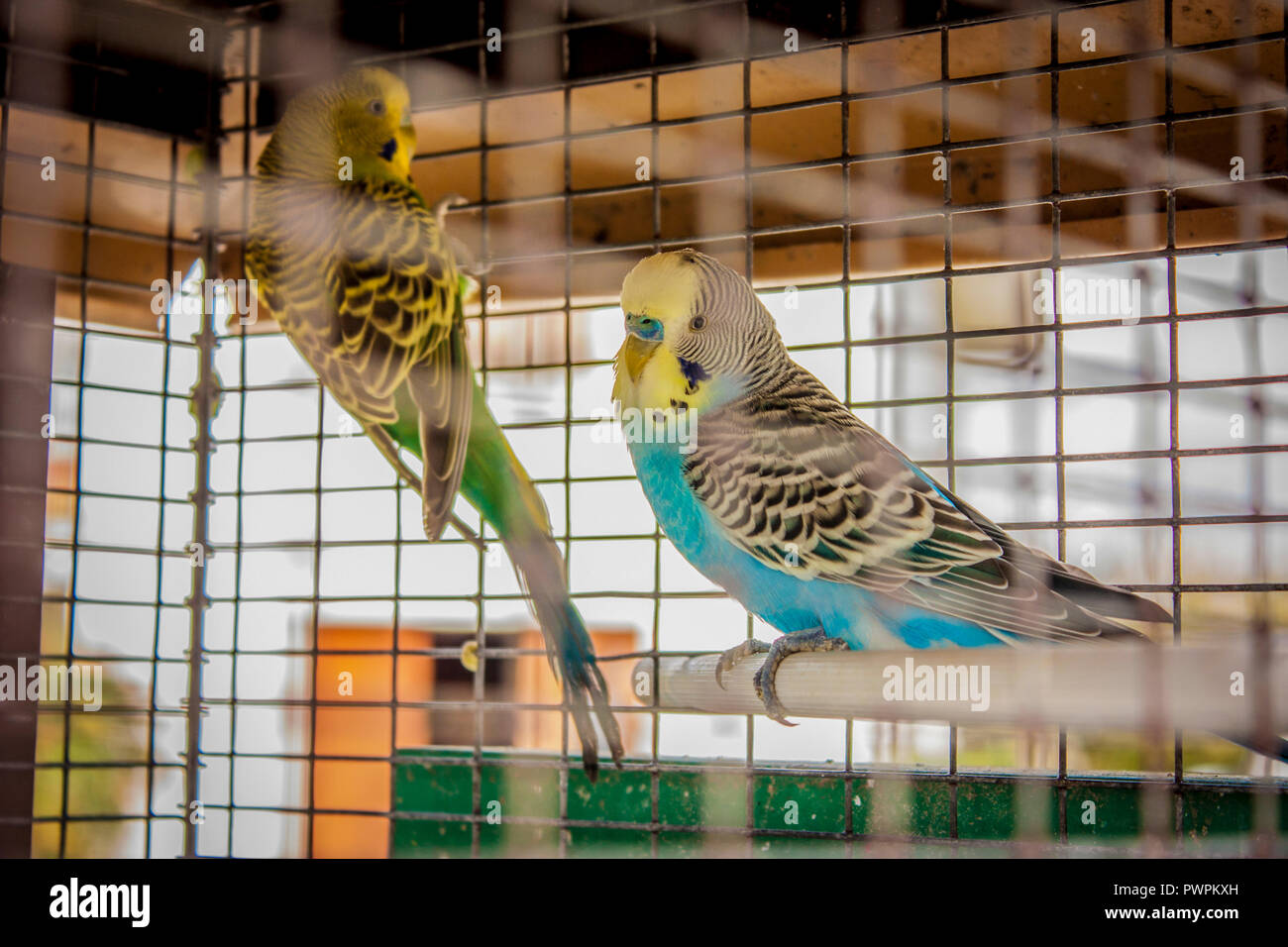 Small caged birds raised in captivity. A life away from nature, in a ...
