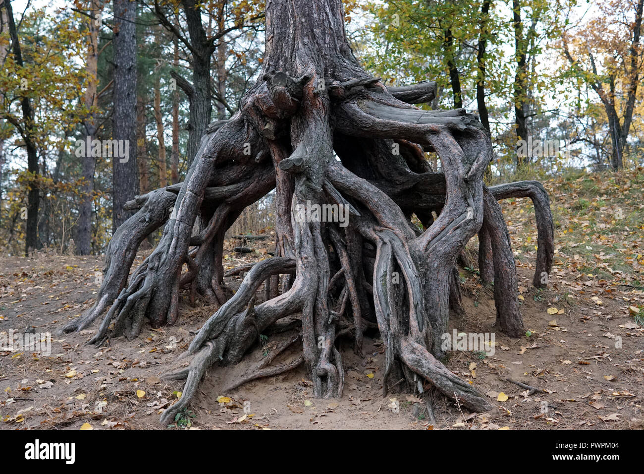 Unusual roots of a big old tree hanging out of the ground Stock Photo ...