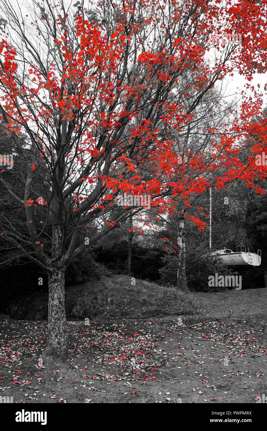 Red Leaved Tree Lake District UK Boat Stock Photo - Alamy