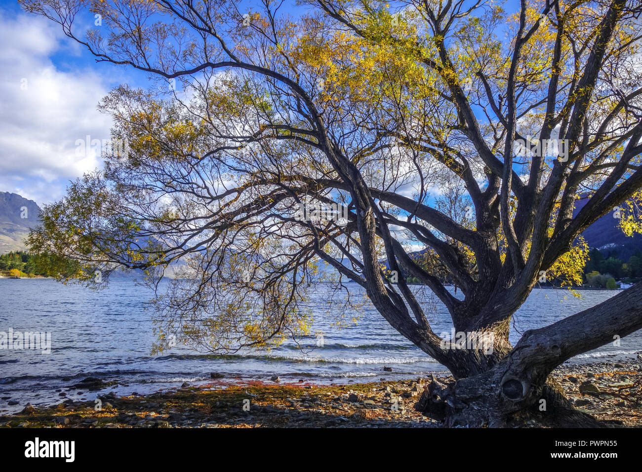 Yellow trees near Lake Wakatipu, Queenstown, New Zealand Stock Photo ...