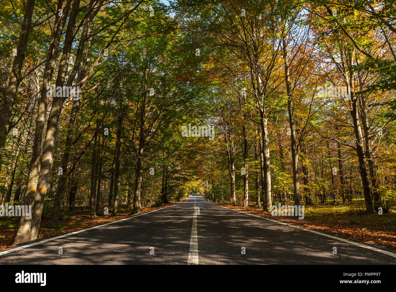 Road through ash hi-res stock photography and images - Alamy