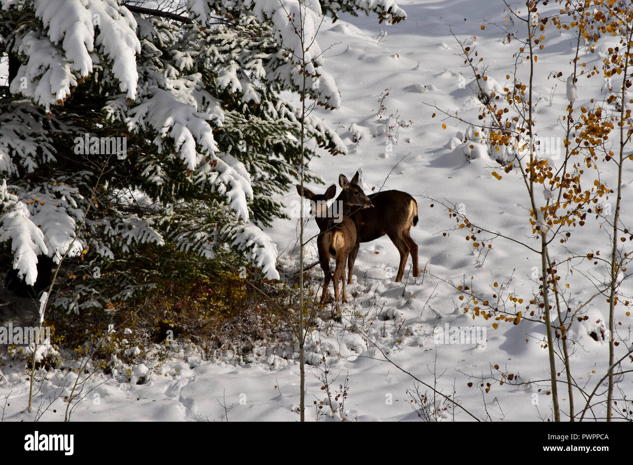Deer grooming themselves after an early snow storm. Taken at 10:45 AM ...