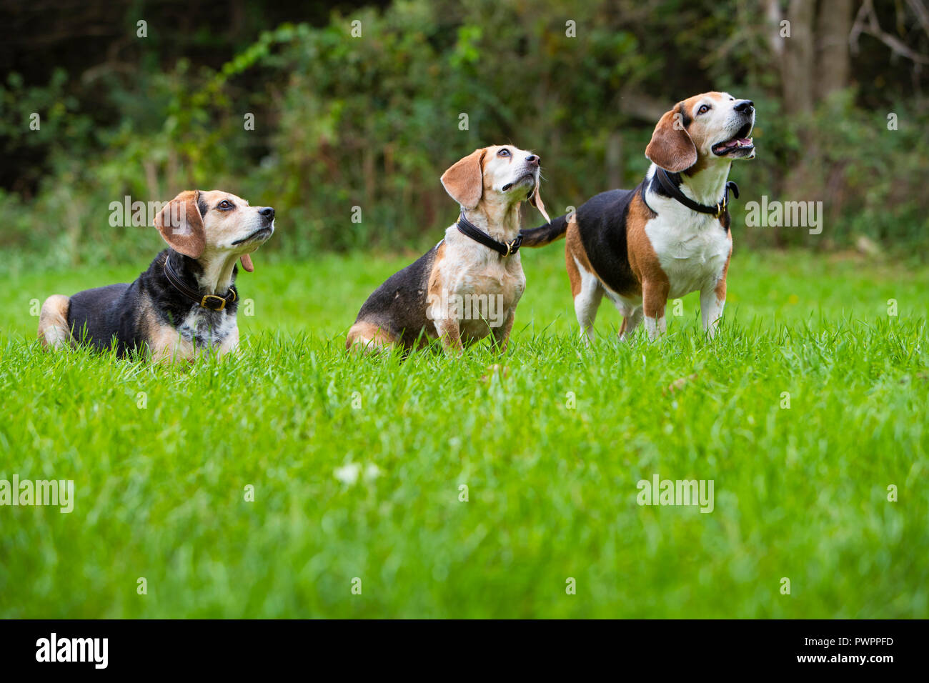 Three beagle dogs together in a field Stock Photo - Alamy