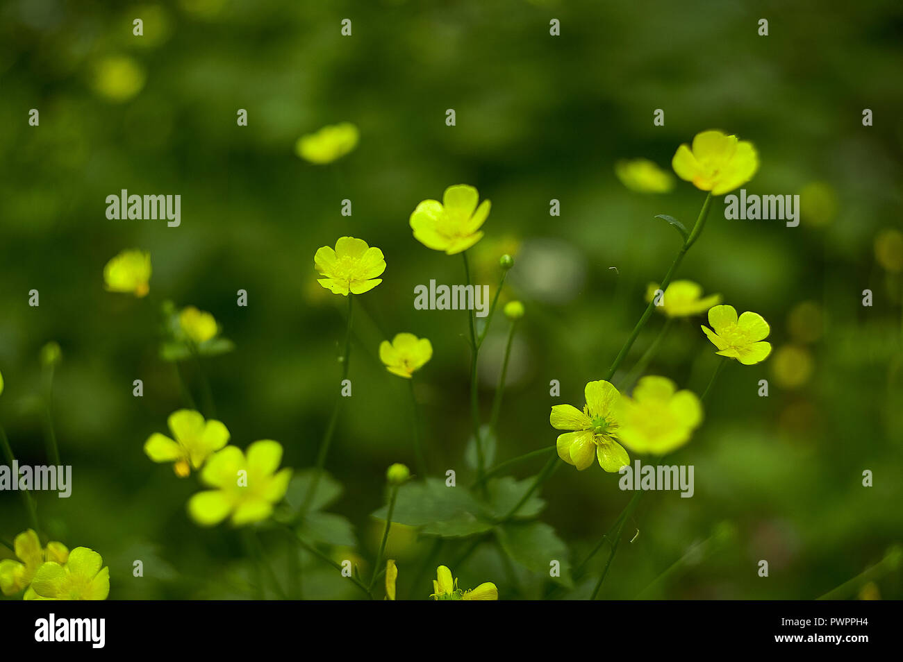 A multitude of yellow flowers in a park. Great as background or texture ...