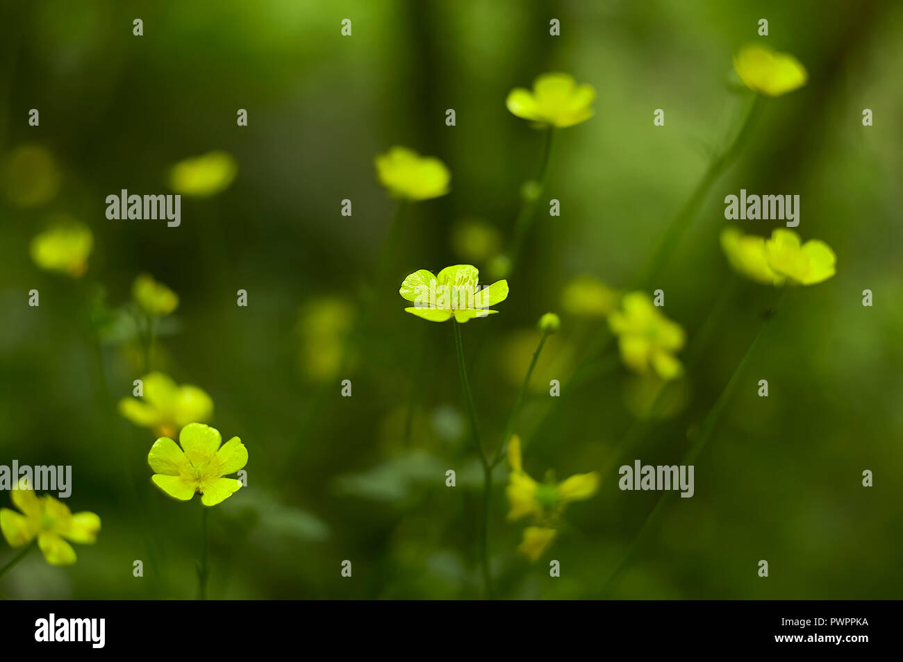 A multitude of yellow flowers in a park. Great as background or texture ...