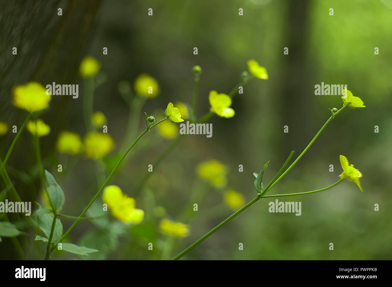 A multitude of yellow flowers in a park. Great as background or texture ...