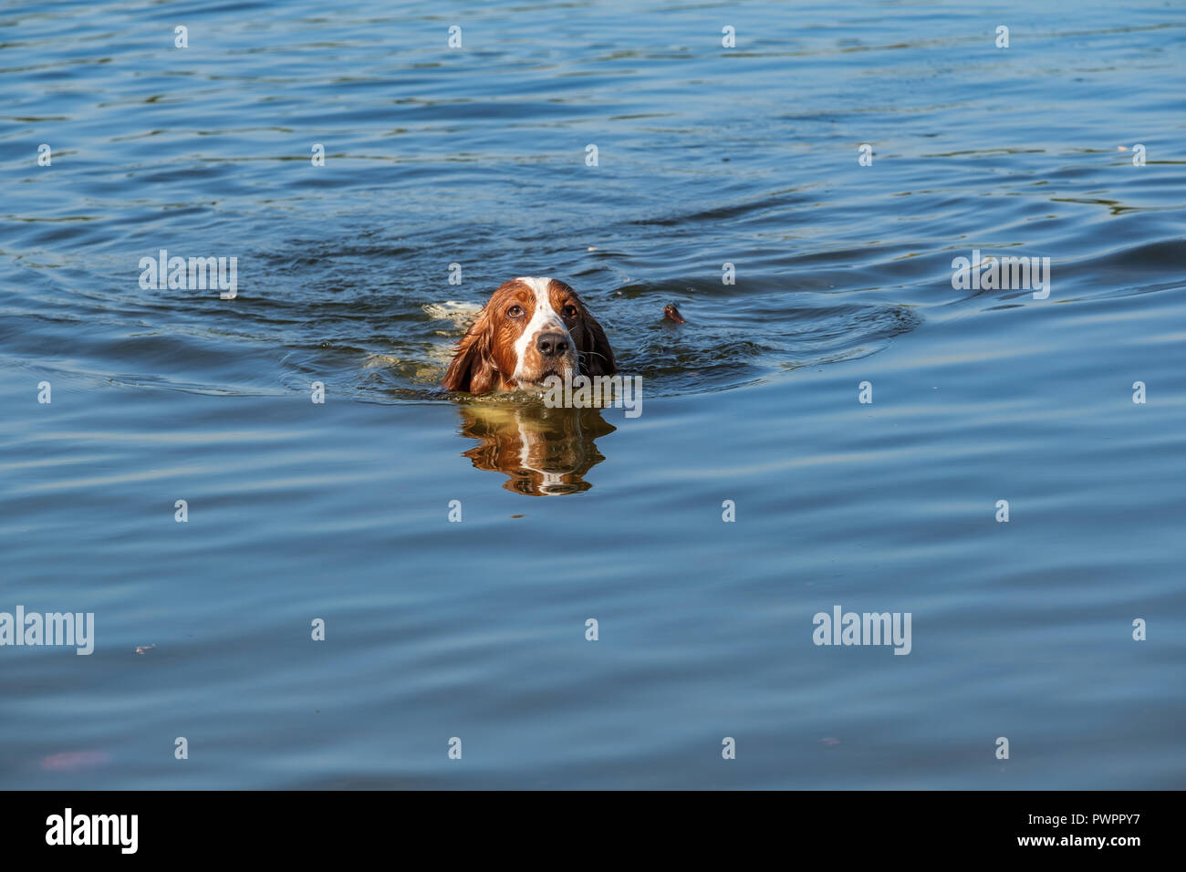 Welsh Springer Spaniel dog swims in a small lake Stock Photo - Alamy