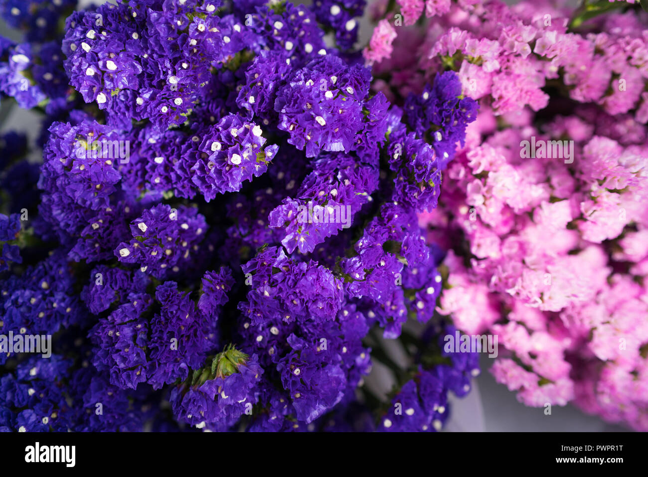 Statice flower hi-res stock photography and images - Alamy