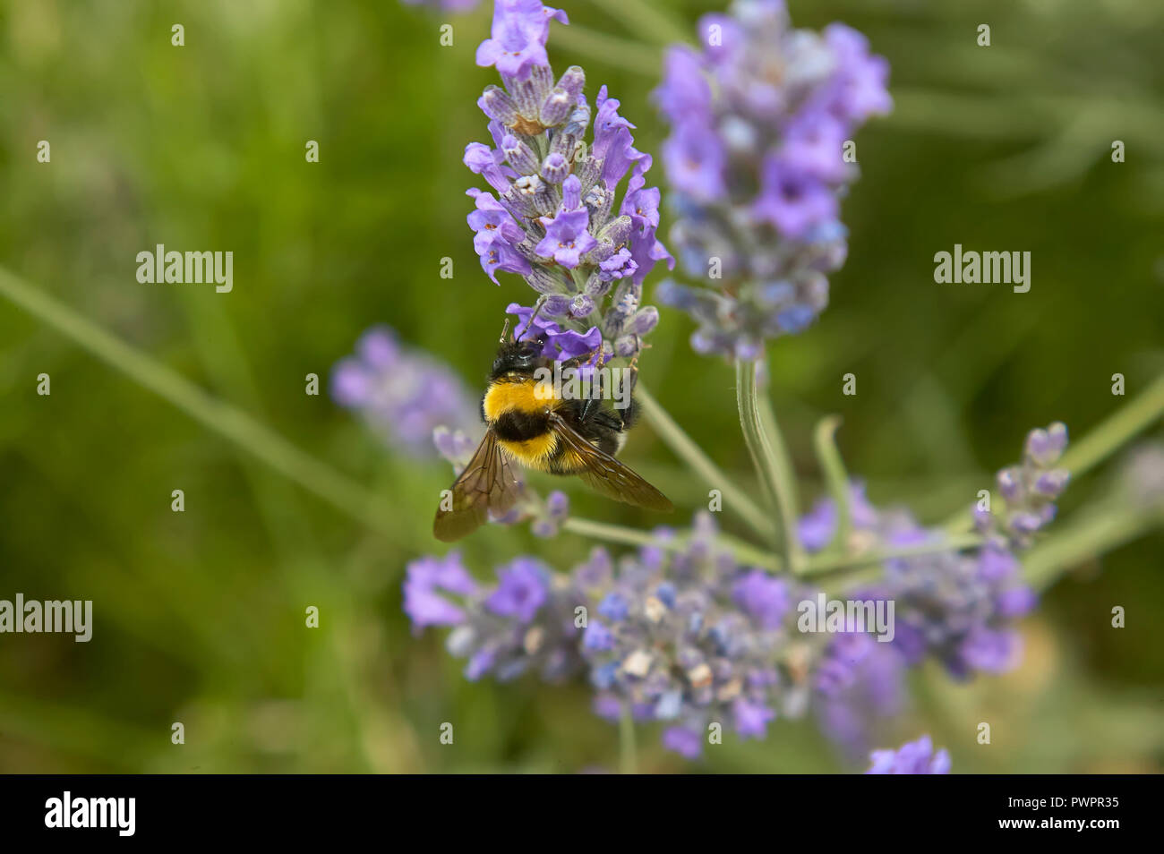 A bean planted on a violet flower in the pollination stage to produce ...