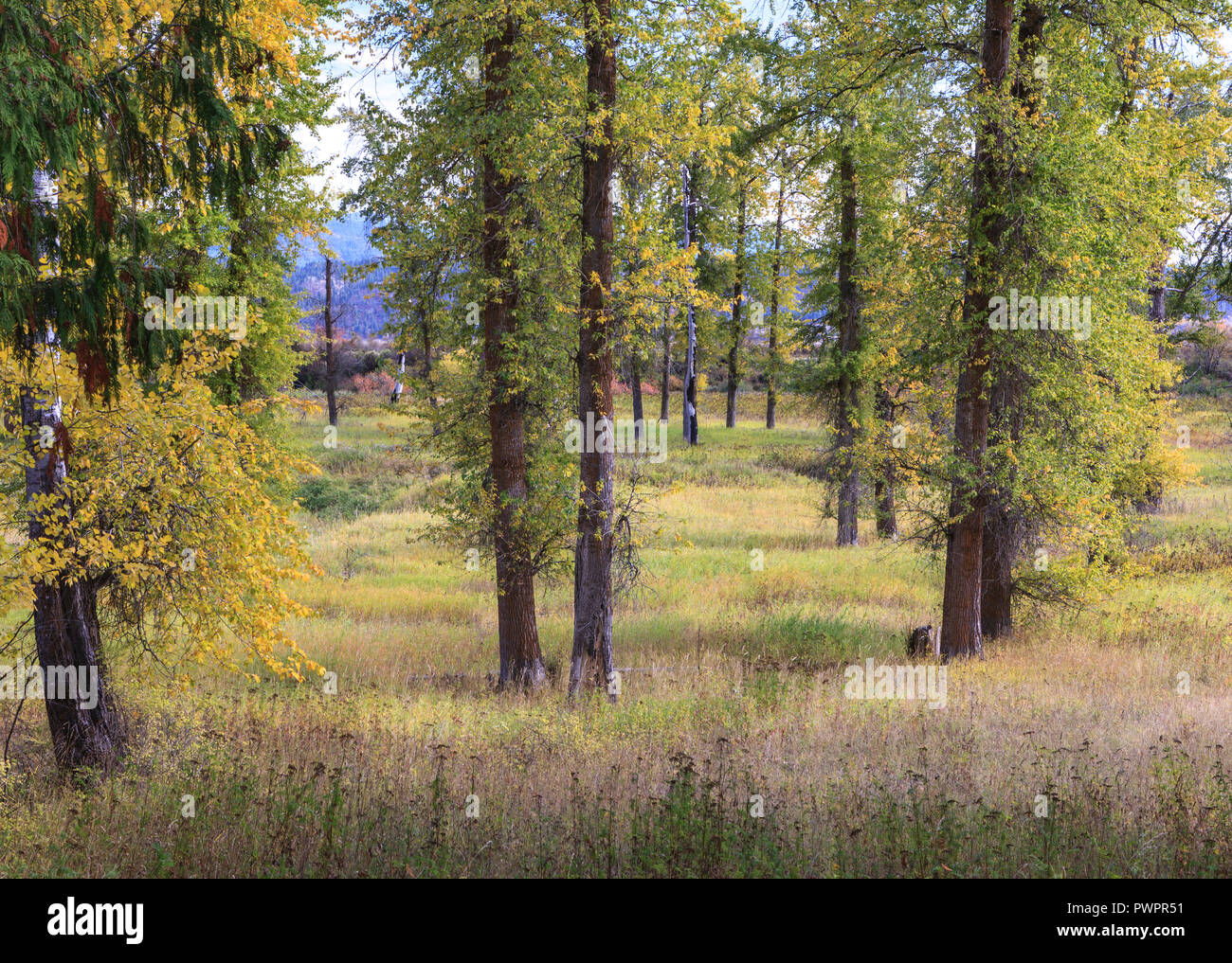 Tall grassy field in fall hi-res stock photography and images - Alamy