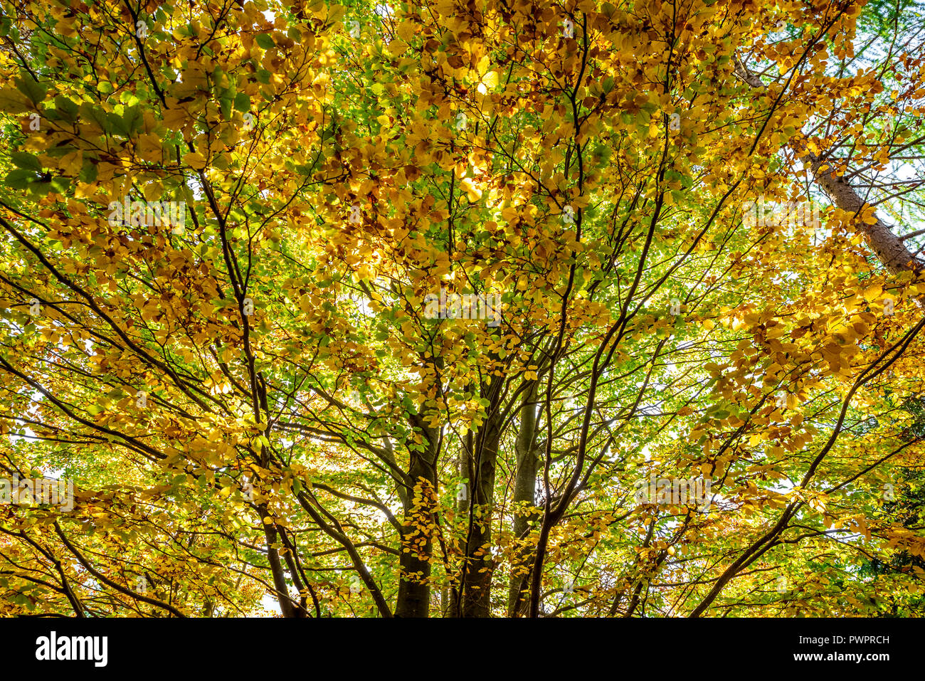 Colorful trees in the wood during autumn Stock Photo - Alamy