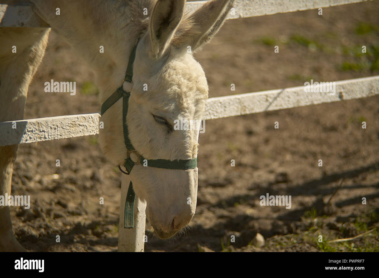 Donkey in a breeding farm to eat by brushing the grass just outside the ...