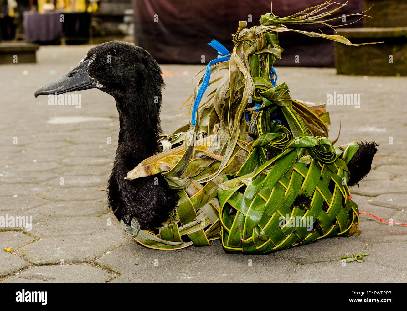 Duck hindu sacrifice in Besakih, Bali, Indonesia Stock Photo - Alamy
