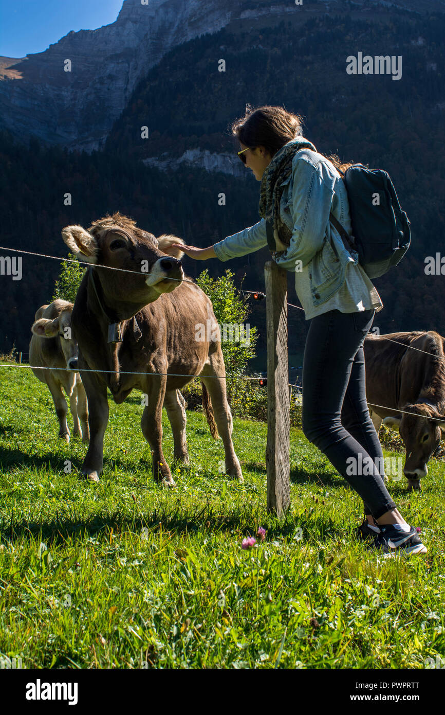 Human interaction with cow hi-res stock photography and images - Alamy