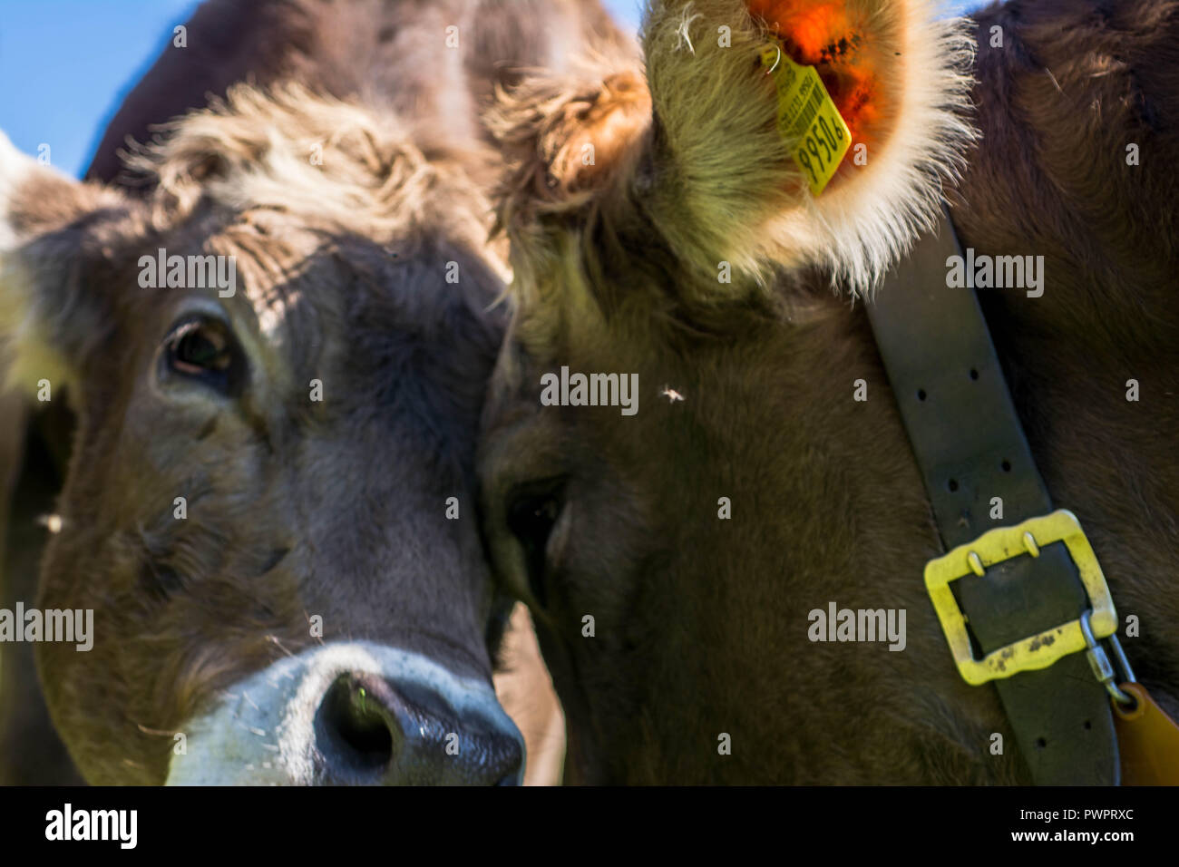 Fighting cows hi-res stock photography and images - Alamy