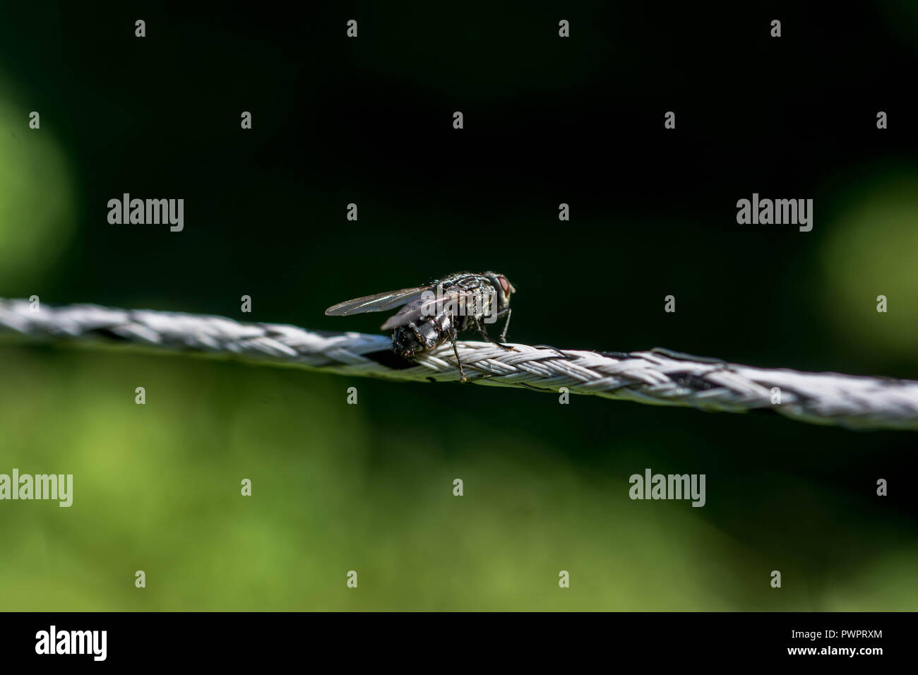 close up photography of insect on wire Stock Photo - Alamy