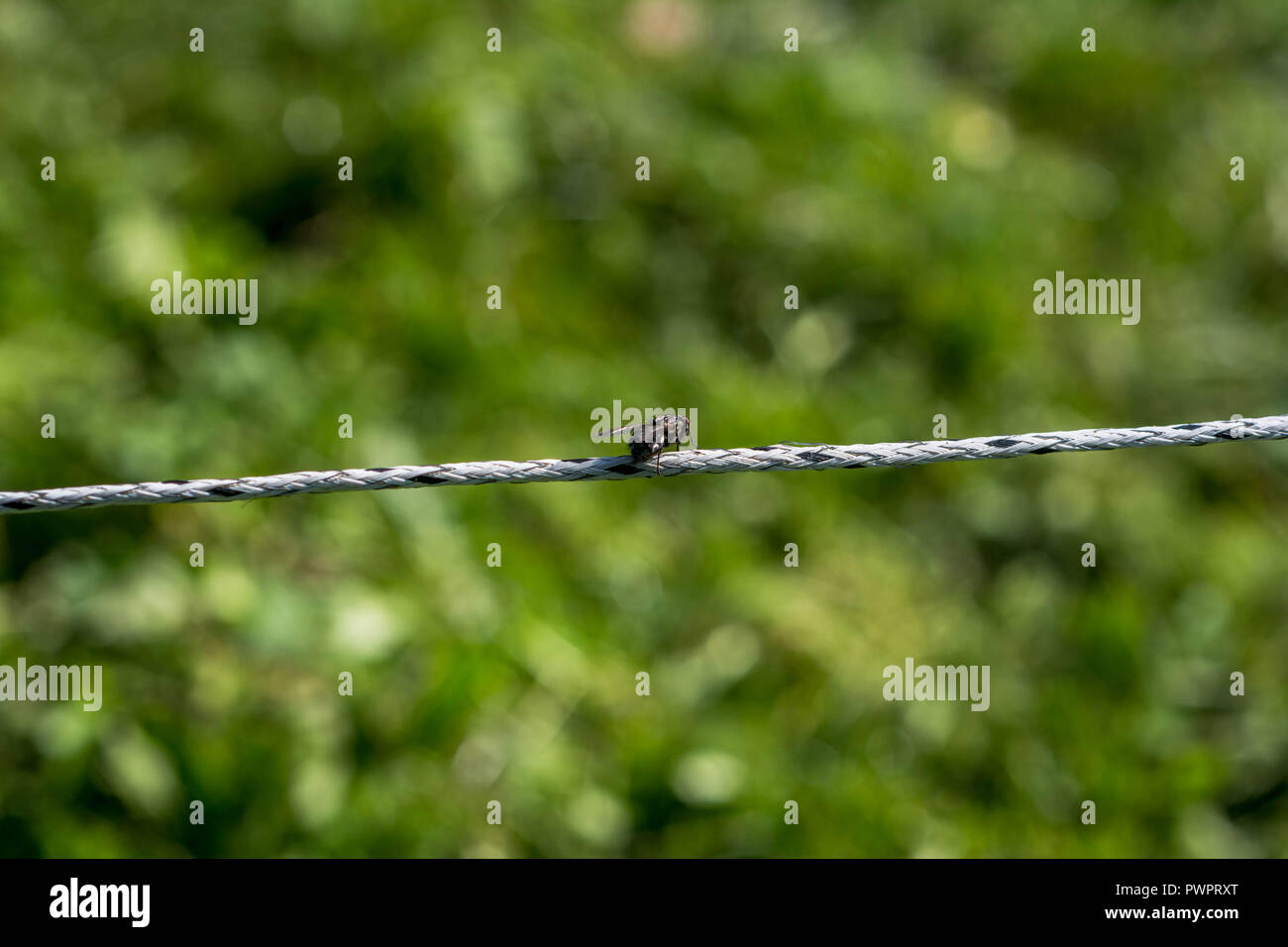 close up photography of insect on wire Stock Photo - Alamy