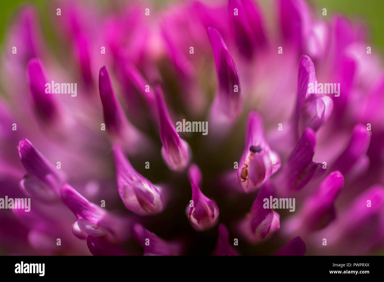 Cloaf hi-res stock photography and images - Alamy