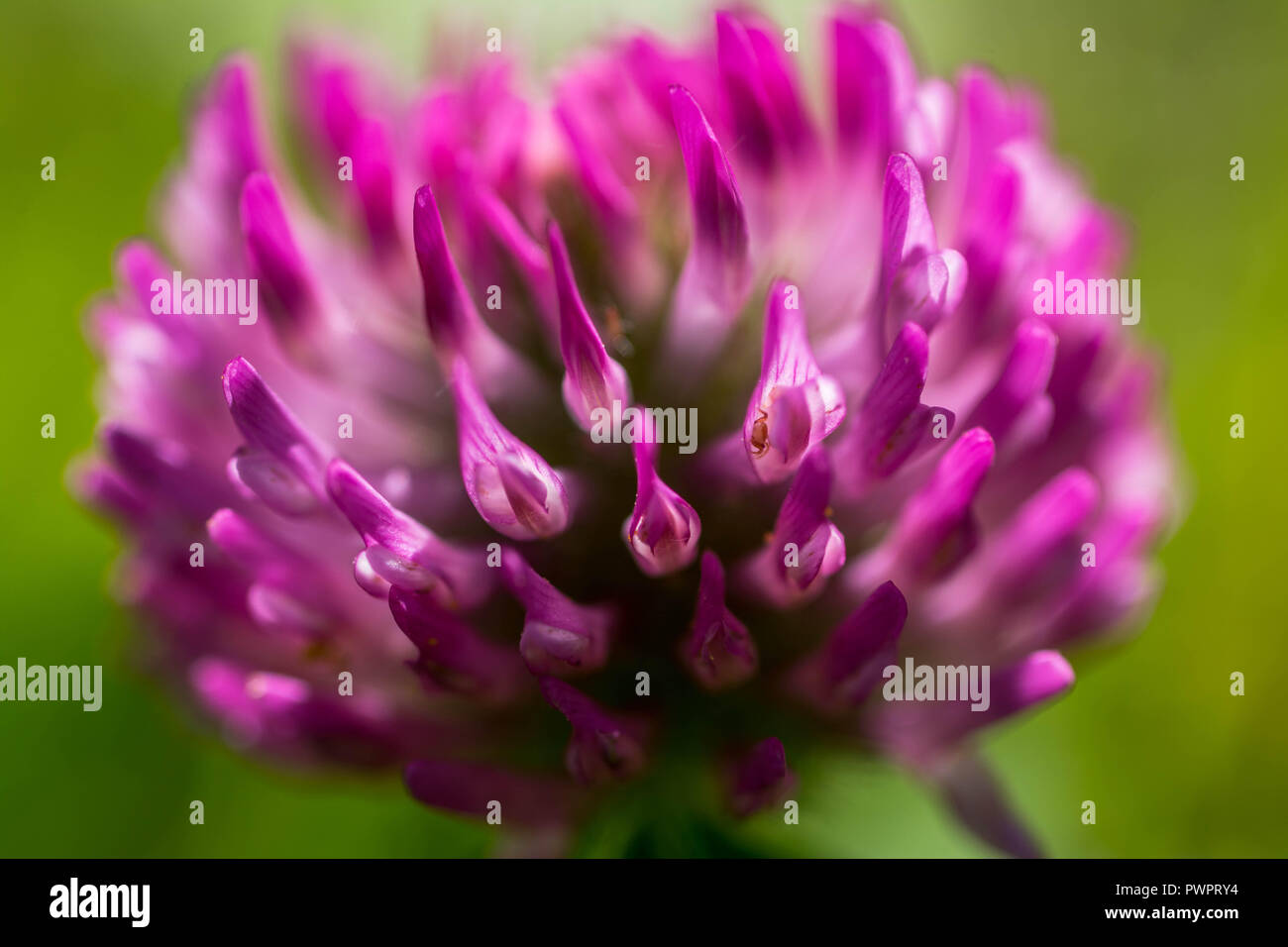 Cloaf hi-res stock photography and images - Alamy