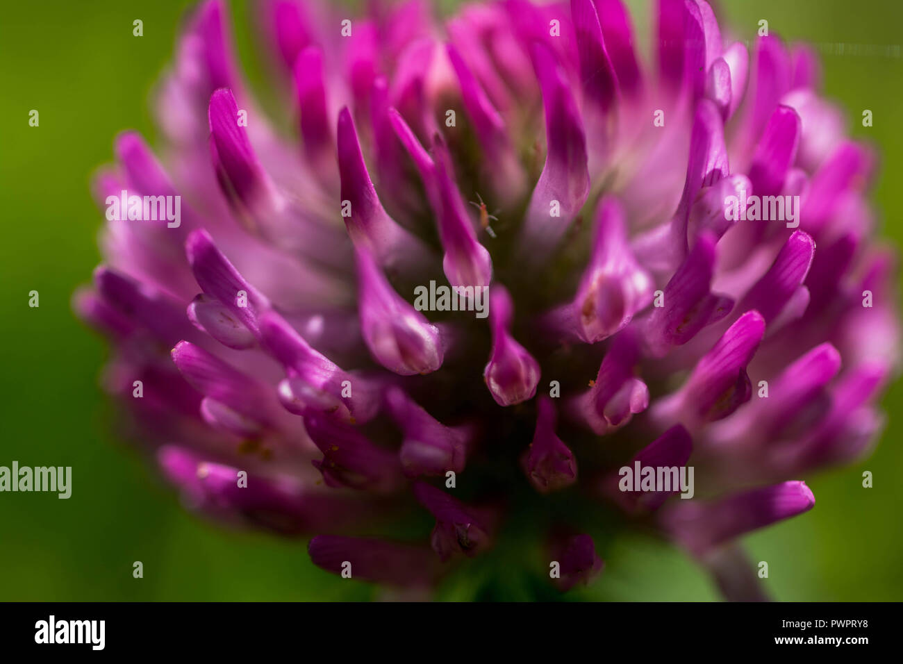 close up photography of clover Stock Photo - Alamy