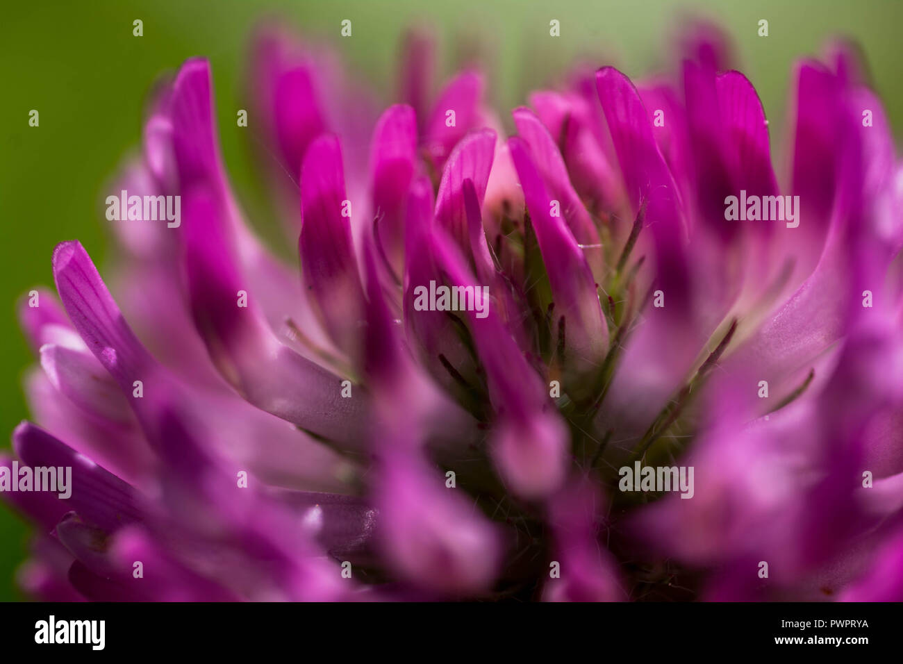 close up photography of clover Stock Photo - Alamy