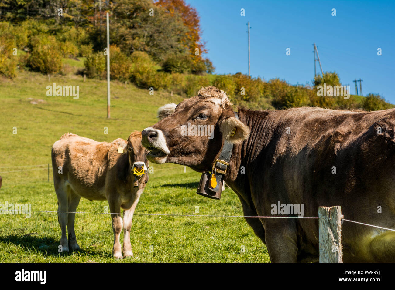 Moaning hi-res stock photography and images - Alamy