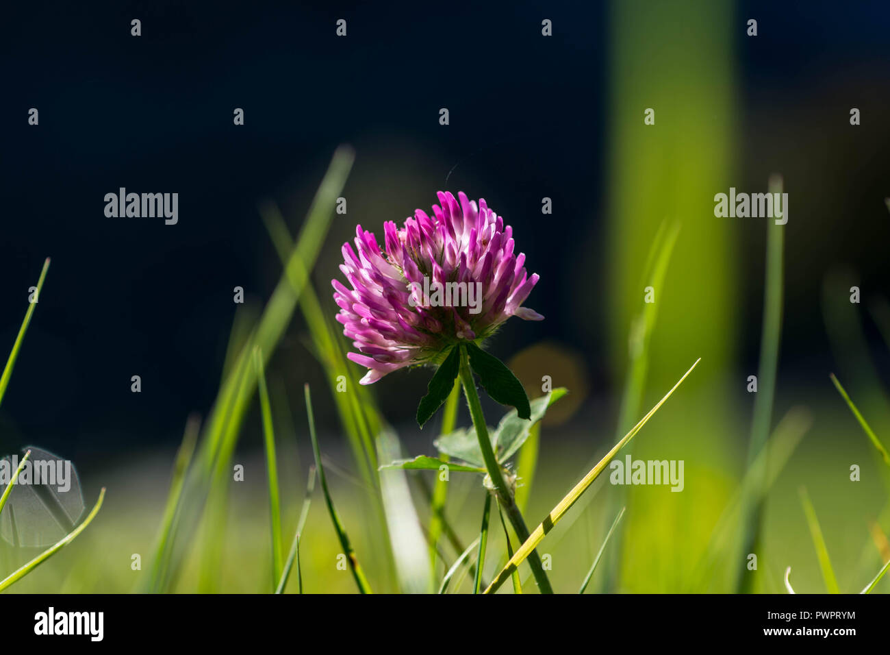 close up photography of clover Stock Photo - Alamy