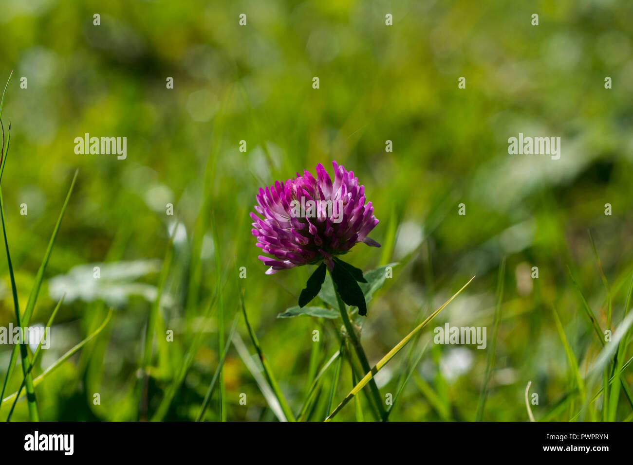 close up photography of clover Stock Photo - Alamy
