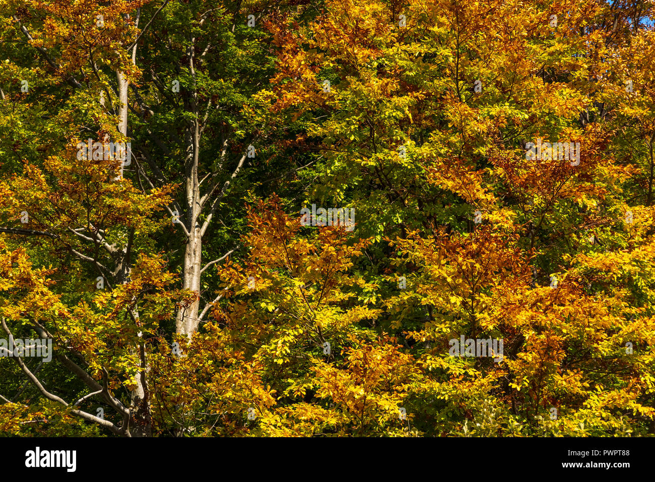 Trees in autumn, natural patterns and background Stock Photo - Alamy