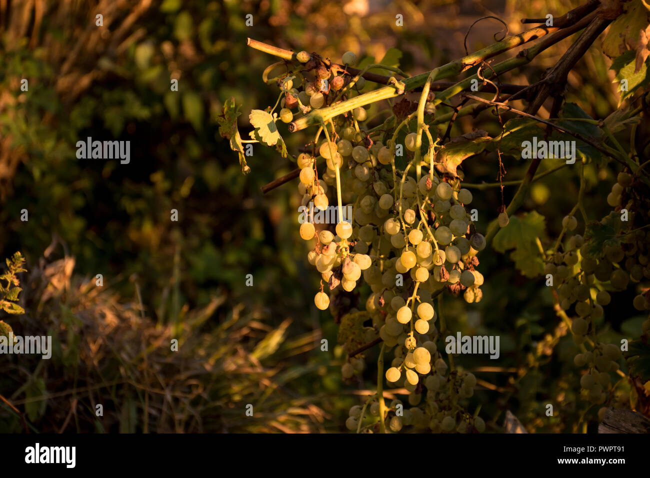 Grapevine in the sunset Stock Photo - Alamy