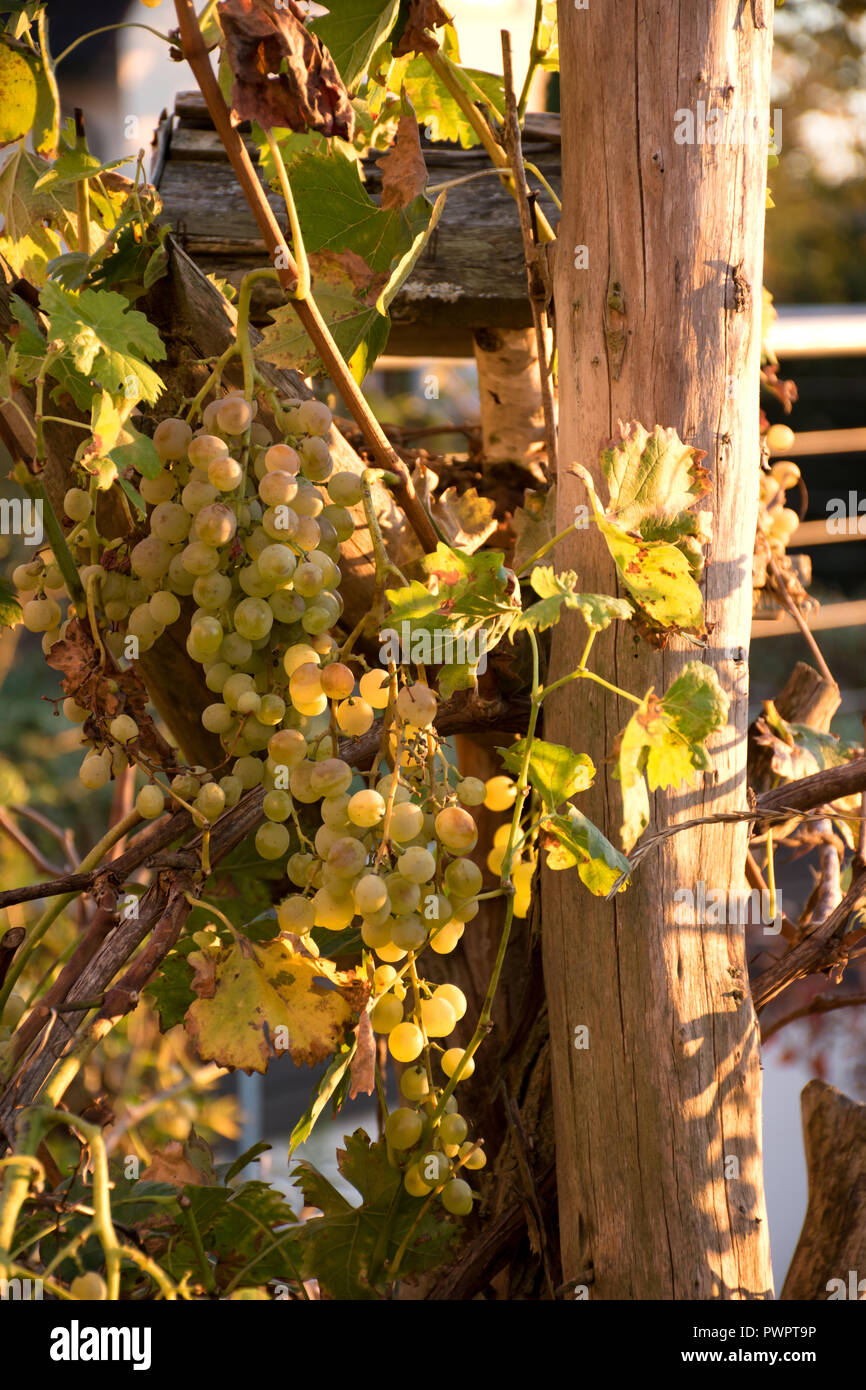 Single vine in the setting autumn sun Stock Photo - Alamy